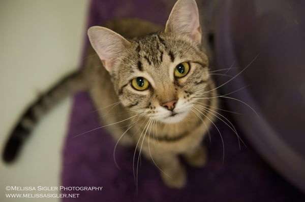 LAWRENCE HUMANE SOCIETY - Updated January 2026 - 20 Photos & 18 Reviews ...