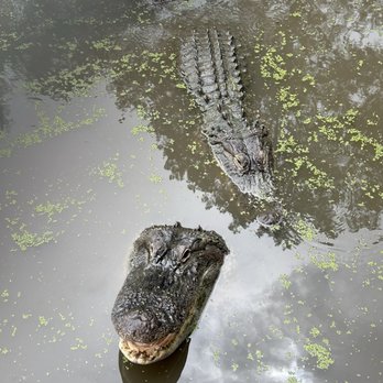 ALLIGATOR ALLEY - Updated June 2025 - 494 Photos & 171 Reviews - 19950 ...
