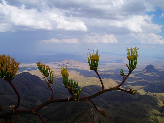 DESERT LOTUS HEALING ARTS - Updated December 2025 - 14 Photos & 23 ...