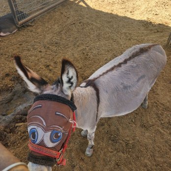 AMADIO RANCH FARM STORE - Updated October 2024 - 213 Photos & 140 ...