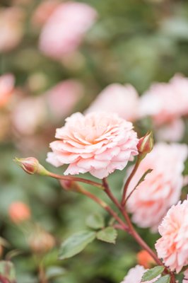 SPRAGUE’S NURSERY & GARDEN CENTER - Updated December 2025 - 21 Photos ...