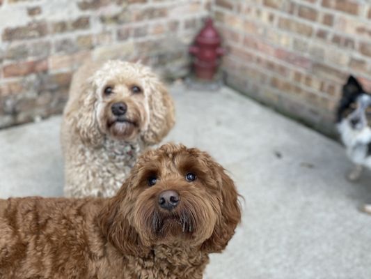 FURRY PAWS CHICAGO - Updated April 2026 - 83 Photos & 11 Reviews - 3610 ...