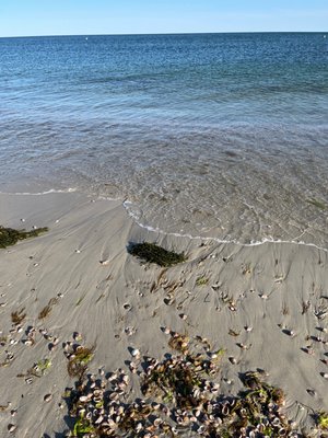 SEAGULL BEACH - Updated June 2024 - 50 Photos & 39 Reviews - Seagull Rd ...