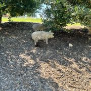 THE SPOTTED PIG BBQ - 185 Photos & 131 Reviews - 15491 S Hw 11, Fair ...