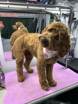 CURBSIDE CLIPS MOBILE DOG GROOMING - Updated April 2025 - 183 Photos ...
