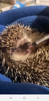 AVIAN AND EXOTIC ANIMAL CARE - Updated July 2025 - 102 Photos & 88 ...