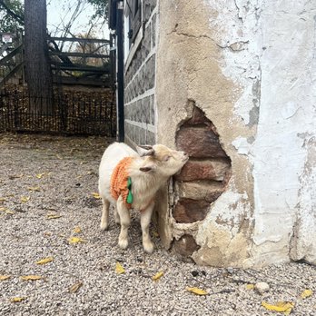 ROSE BRIDGE FARM & SANCTUARY - Updated June 2025 - 226 Photos & 81 ...