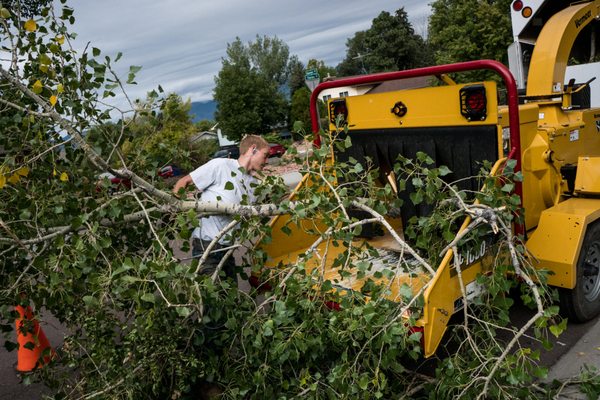 AFFORDABLE TREE AND SHRUB EXPERTS - Updated January 2026 - 48 Photos ...