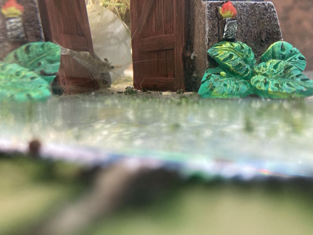 NAUTILUS TROPICAL FISH - Updated January 2026 - 128 Photos & 154 ...