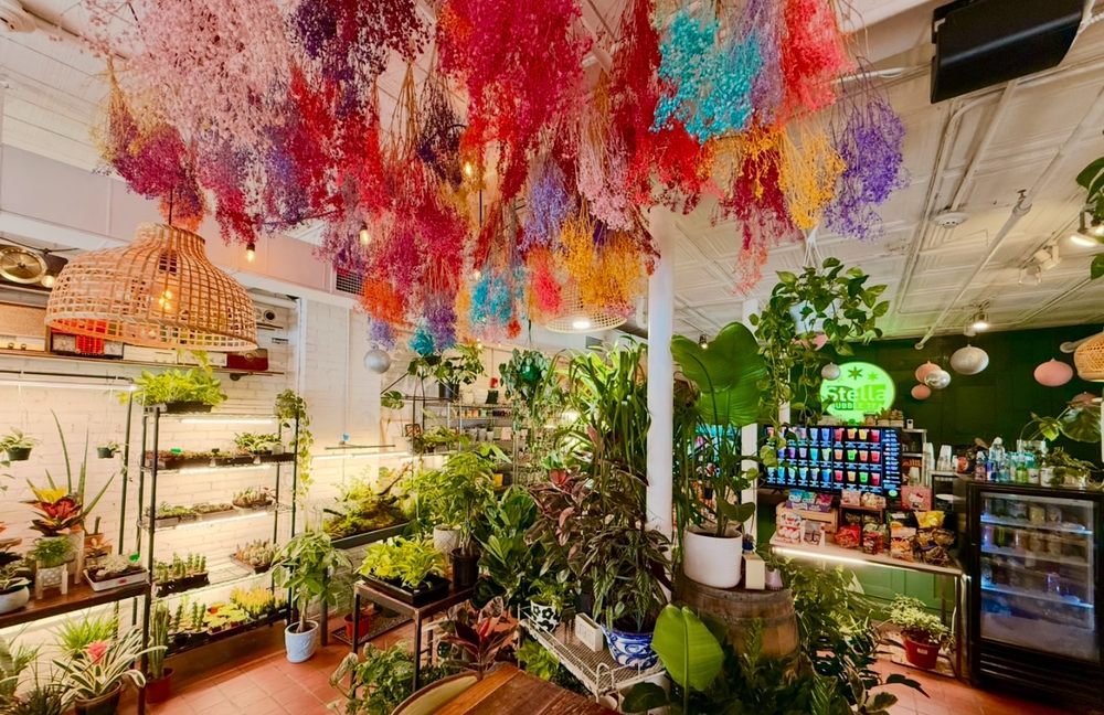 PLANT STELLA - Updated January 2026 - 44 Photos & 14 Reviews - 11 Falls ...