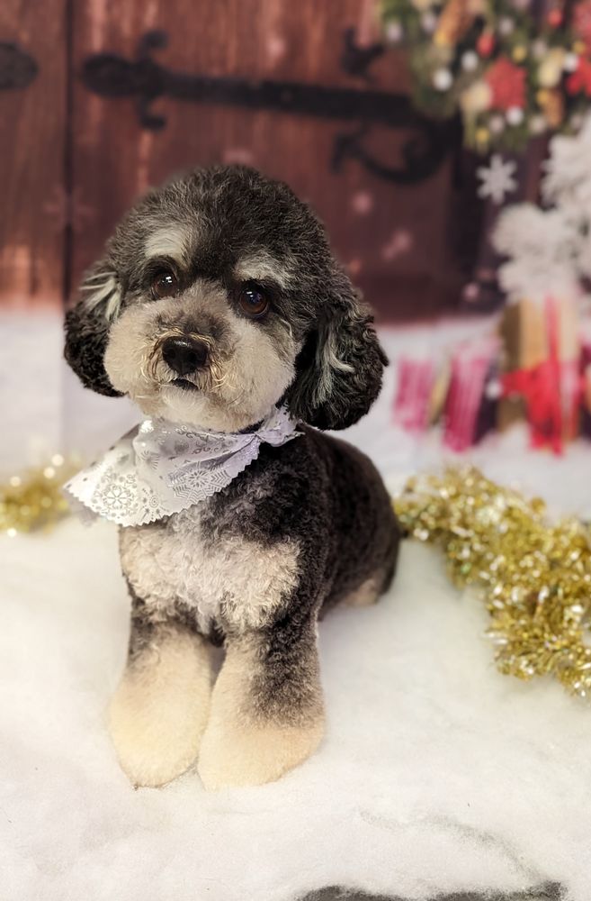 THE CATWALK PET SPA - Updated January 2026 - 13 Photos - 721 Main St ...