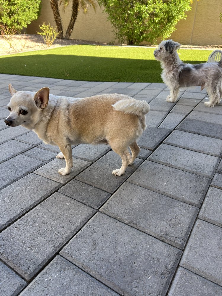 GIVE THE DOG A BONE - Updated January 2026 - 28 Photos - Tempe, Arizona ...