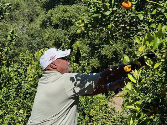 SUNMIST TANGERINE FARM - Updated May 2026 - 128 Photos & 22 Reviews ...
