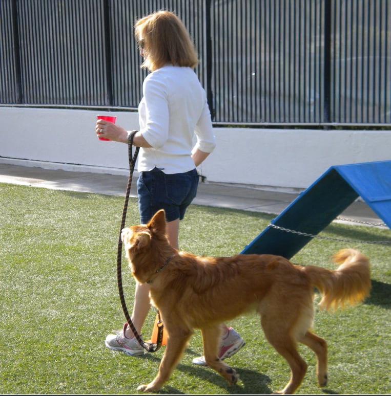 CONTENTED CANINES - Updated August 2025 - 21 Photos - Oceanside ...