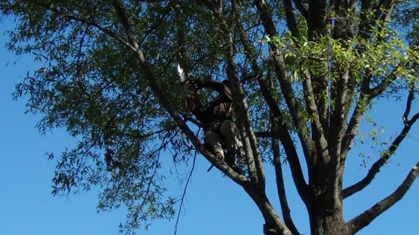 CHAPMAN TREE SERVICE - Updated January 2026 - 68 Photos & 22 Reviews ...