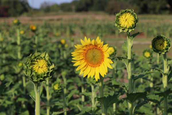 Photos of GRINTER’S SUNFLOWER FARM - Updated August 2024 - 92 Photos ...