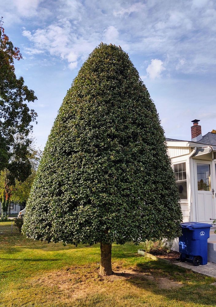 ARBOR PRO TREE SERVICE LLC - Updated October 2025 - 716 Hamilton Ave ...