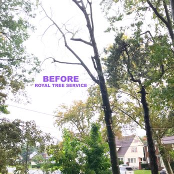 ROYAL TREE SERVICE - Updated December 2025 - 54 Photos & 136 Reviews ...