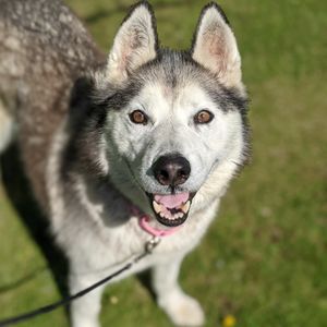 FUN FUR PETS - Updated May 2025 - 1404 Green Bay St, La Crosse ...