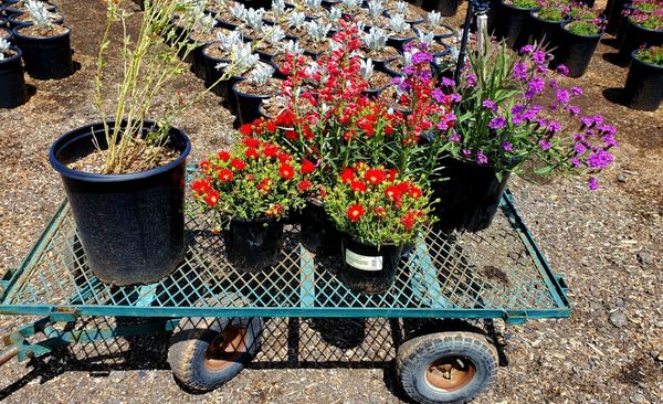 WATERWISE BOTANICALS - 311 Photos & 82 Reviews - 32151 Old Hwy 395 ...