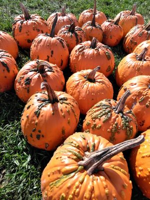 PICHA FARMS - Updated October 2025 - 68 Photos & 38 Reviews - 6502 52nd ...