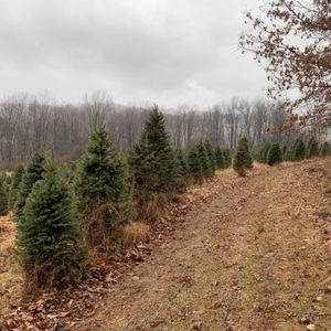MUSSER FORESTS - Updated October 2025 - 1880 Route 119 Hwy N, Indiana ...