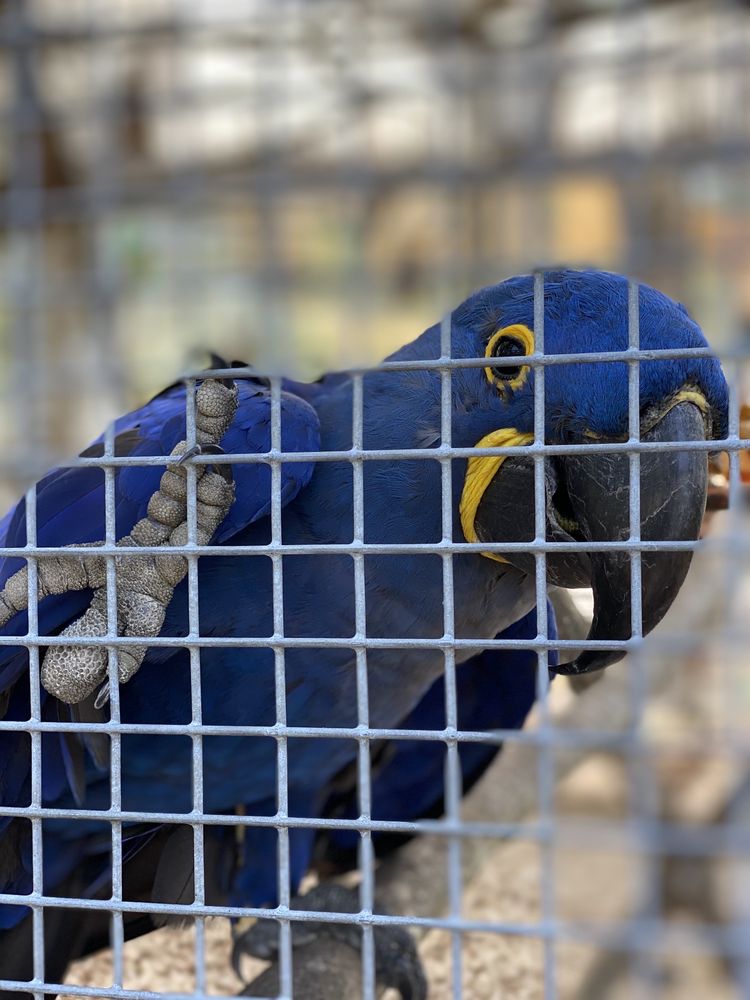 FLORIDA EXOTIC BIRD SANCTUARY - Updated May 2024 - 61 Photos - 8933 ...