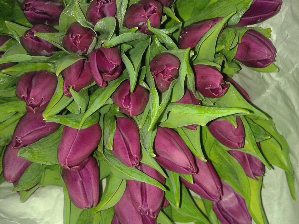 HOLLAND TULIPS - Updated June 2026 - Gateway Mall, Araneta Center ...