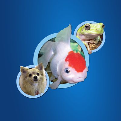 FINS FEATHERS PAWS & CLAWS - 30 Photos & 41 Reviews - 436 Main St ...