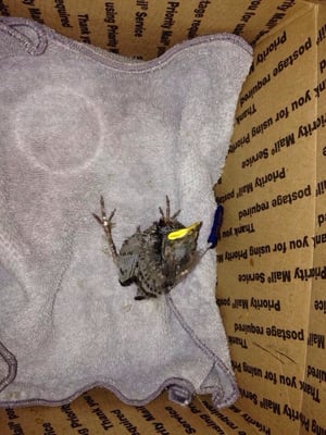 RUTH MELICHAR BIRD CENTER - ANIMALS IN DISTRESS ASSOCIATION - Updated ...