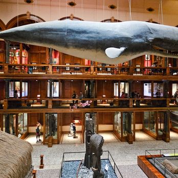 BISHOP MUSEUM - Updated November 2024 - 3565 Photos & 564 Reviews ...