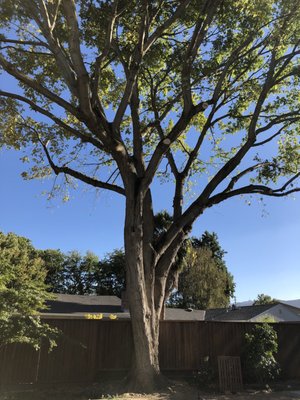 CAL TREE CARE - Updated December 2025 - 69 Photos & 173 Reviews ...