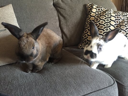 SAN DIEGO HOUSE RABBIT SOCIETY - Updated July 2024 - 46 Photos & 63 ...