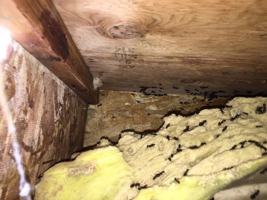 CASCADE PEST CONTROL - Updated November 2025 - 30 Photos & 109 Reviews ...