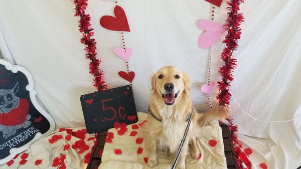 SPRINGWOOD VETERINARY HOSPITAL - 27 Photos & 50 Reviews - 5703 Louetta ...