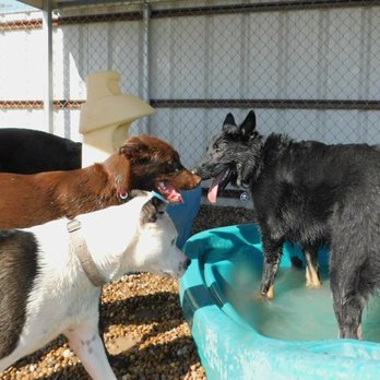 MRS. DOOLITTLE’S PET STAY N PLAY - Updated April 2026 - 42 Photos & 27 ...
