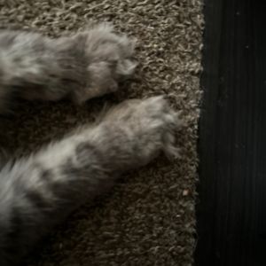 PAWS R US - 46 Photos & 23 Reviews - 7955 N Cedar Ave, Fresno ...