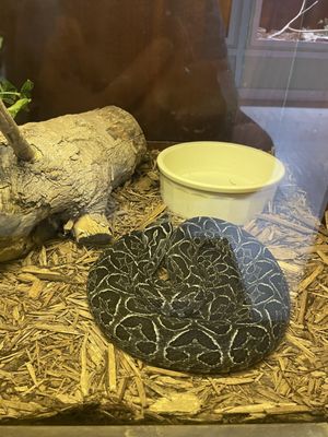 KENTUCKY REPTILE ZOO - Updated August 2025 - 53 Photos & 16 Reviews ...