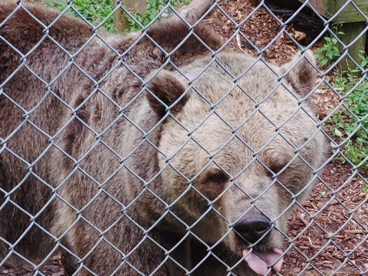 PLUMPTON PARK ZOO - 174 Photos & 89 Reviews - 1416 Telegraph Rd, Rising ...