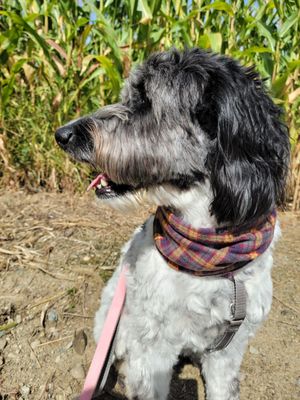 WINDY HILL ORCHARD - Updated October 2025 - 53 Photos & 14 Reviews ...