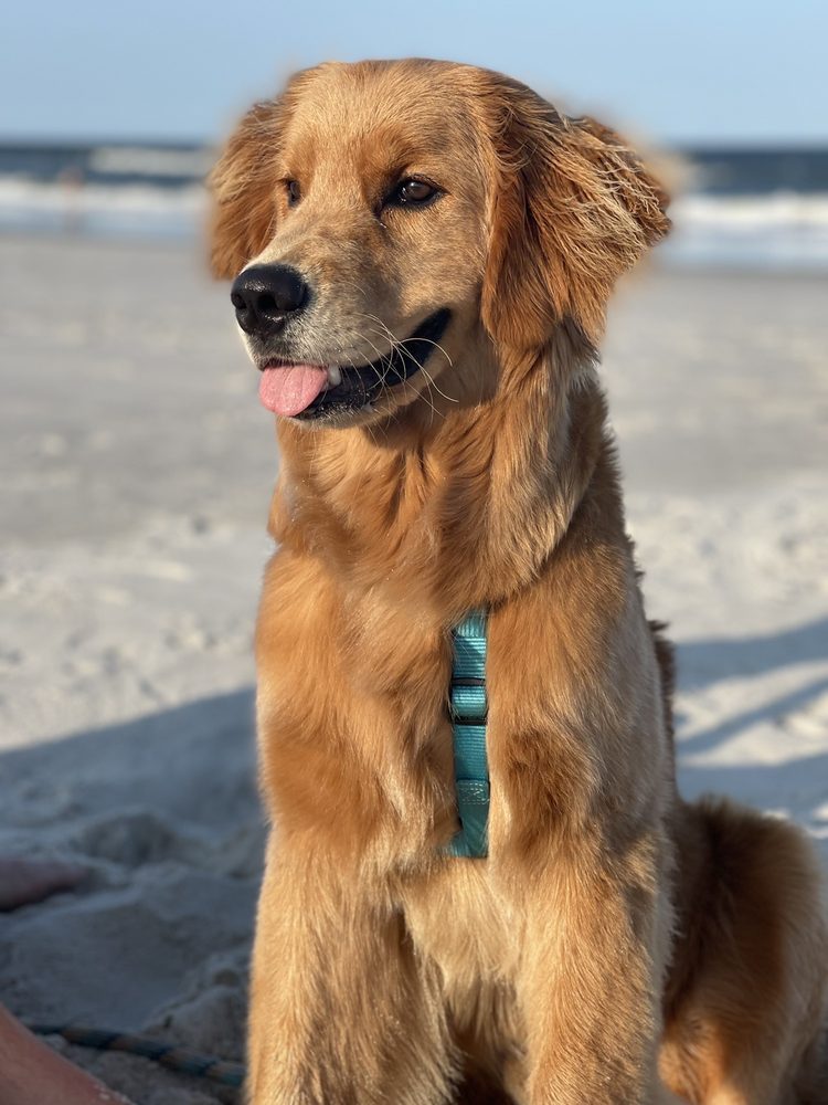 SUNSET CLIFFS ANIMAL HOSPITAL - Updated July 2024 - 78 Photos & 296 ...