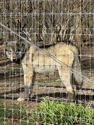THE WOLF SANCTUARY OF PA - Updated November 2025 - 289 Photos & 137 ...