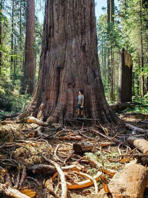 CALAVERAS BIG TREES STATE PARK - 982 Photos & 310 Reviews - Parks ...