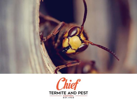 CHIEF TERMITE & PEST CONTROL - Updated January 2025 - 13 Photos - 5291 ...