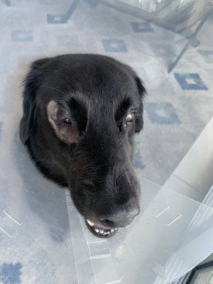 ANIMAL EYE GUYS - MIAMI GARDENS - Updated December 2025 - 27 Photos ...