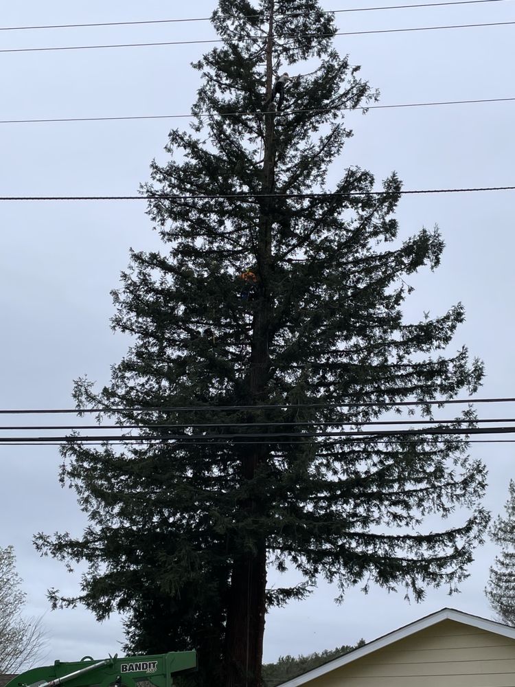 ESGAR TREE SERVICE - Updated January 2025 - 21 Photos - San Anselmo ...