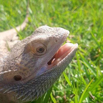 REPTILE RAPTURE - Updated October 2024 - 35 Photos & 19 Reviews - 6308 ...