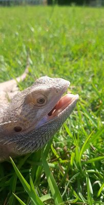 REPTILE RAPTURE - Updated January 2026 - 37 Photos & 23 Reviews - 6308 ...