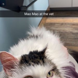 RED RIVER ANIMAL EMERGENCY HOSPITAL AND REFERRAL CENTER - Updated ...