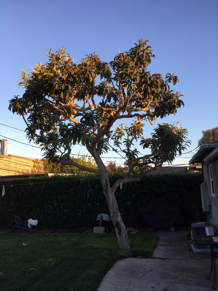 BANNING TREE SERVICE - Updated August 2025 - 50 Reviews - San Mateo ...